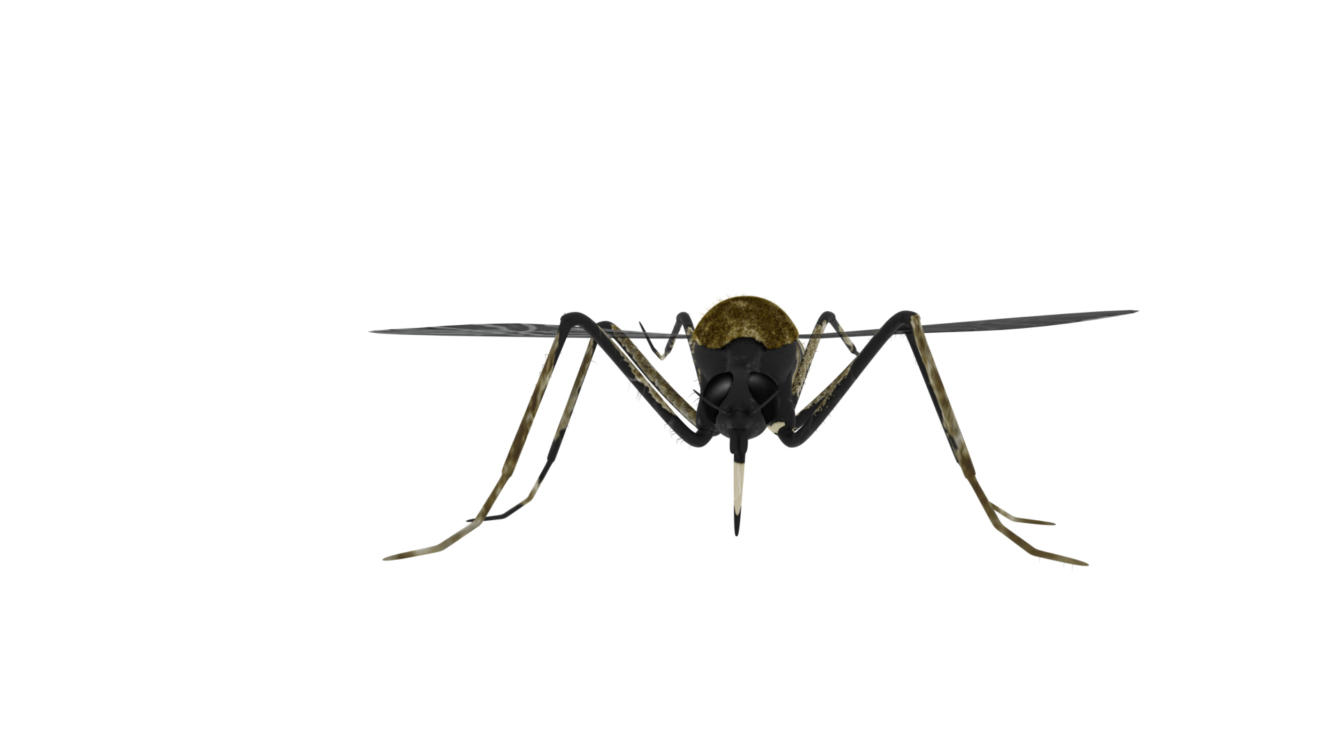 Mosquito insect 3D - TurboSquid 1682640
