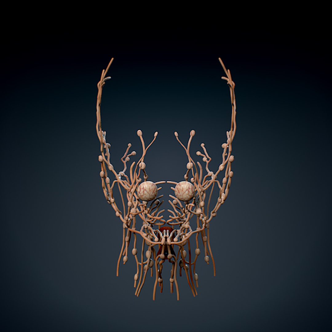 Lightwave Human Male Head Anatomy