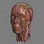 Lightwave Human Male Head Anatomy