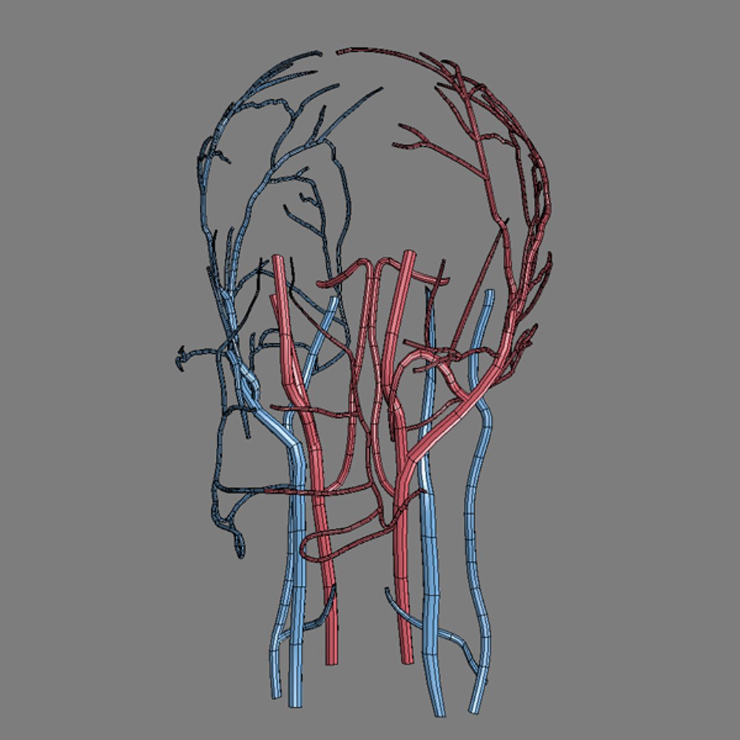 Lightwave Human Male Head Anatomy
