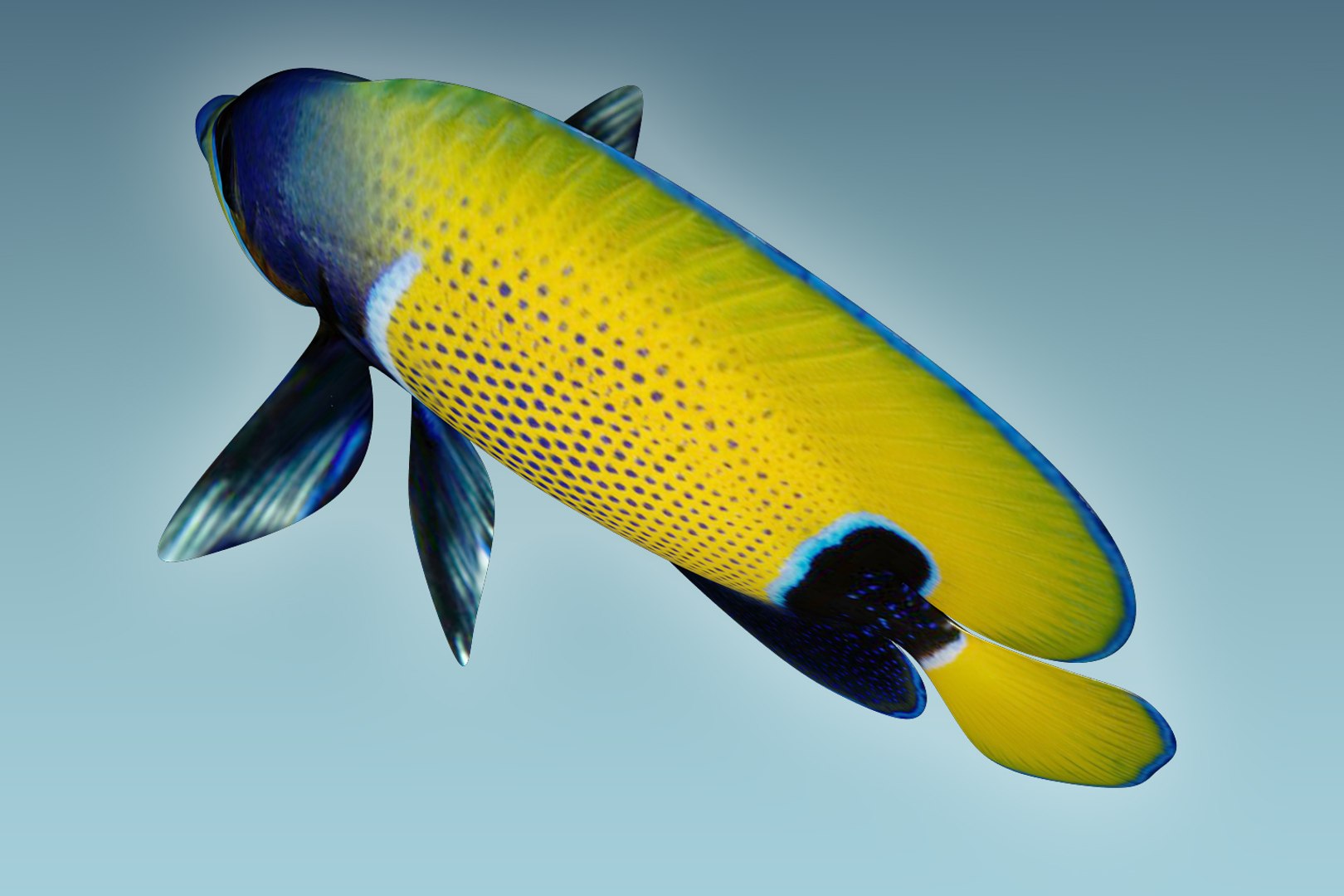 3D Anglefish 7 Fish Model - TurboSquid 1203422