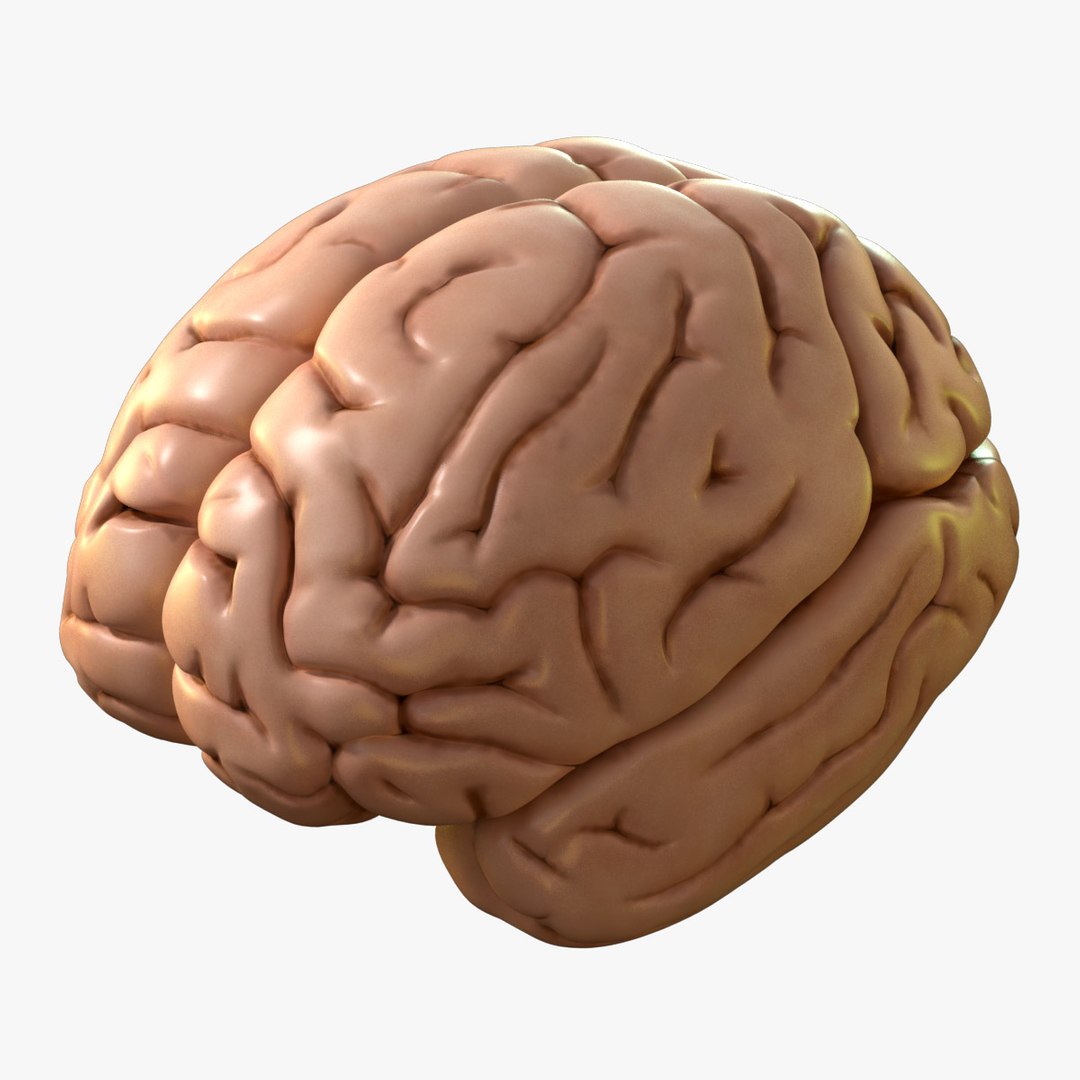 3D Model Brain - TurboSquid 1850500