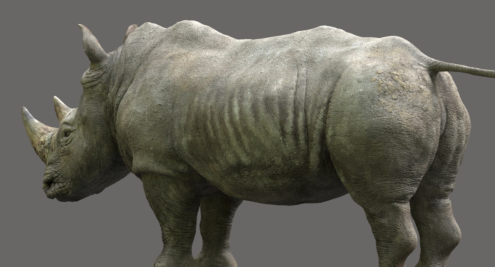 Rhino rigged model - TurboSquid 1275004