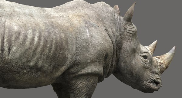 Rhino rigged model - TurboSquid 1275004