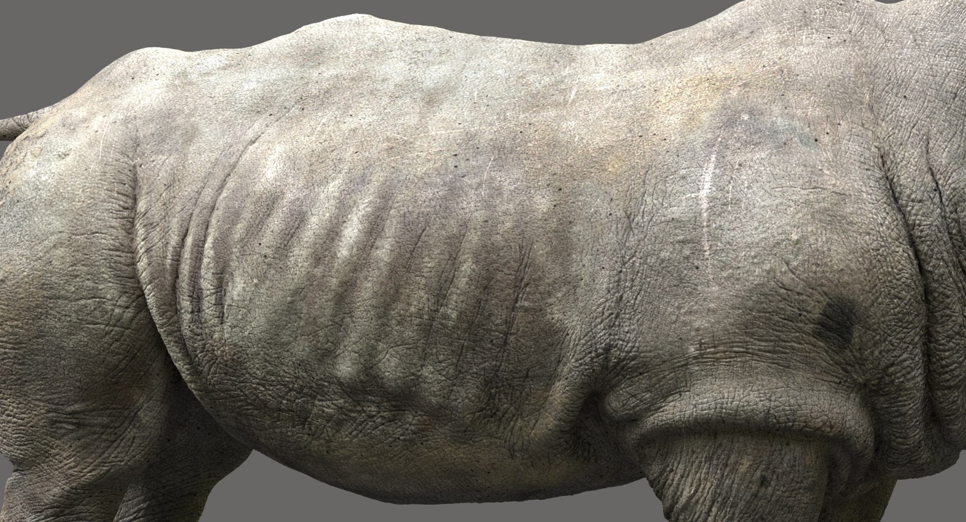 Rhino rigged model - TurboSquid 1275004