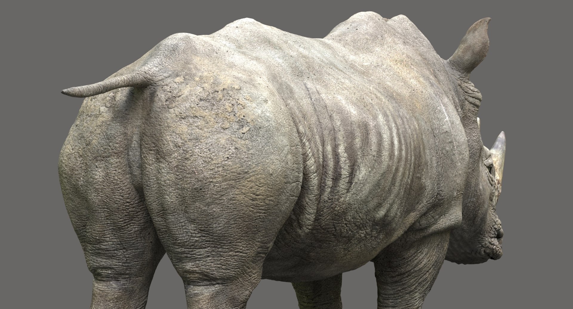 Rhino rigged model - TurboSquid 1275004