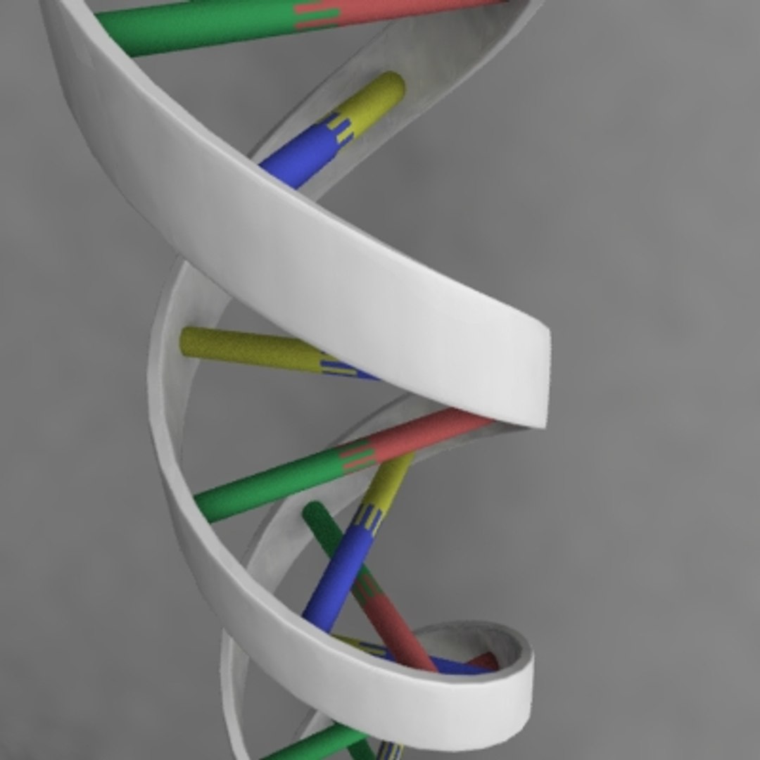 3d Model Dna Cell