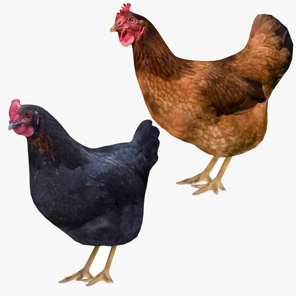 3d chicken sketchup