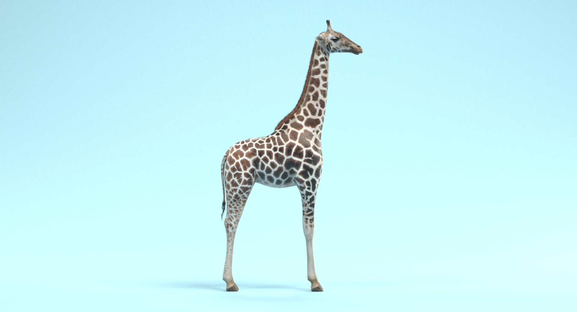 Rothschild S Giraffe Rothschild's And Reticulated Giraffes ZooChat
