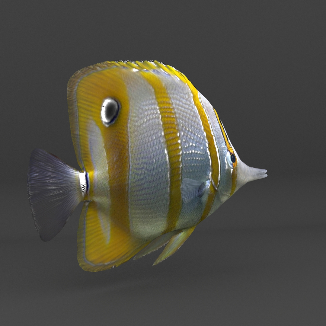 fish animation 3d model