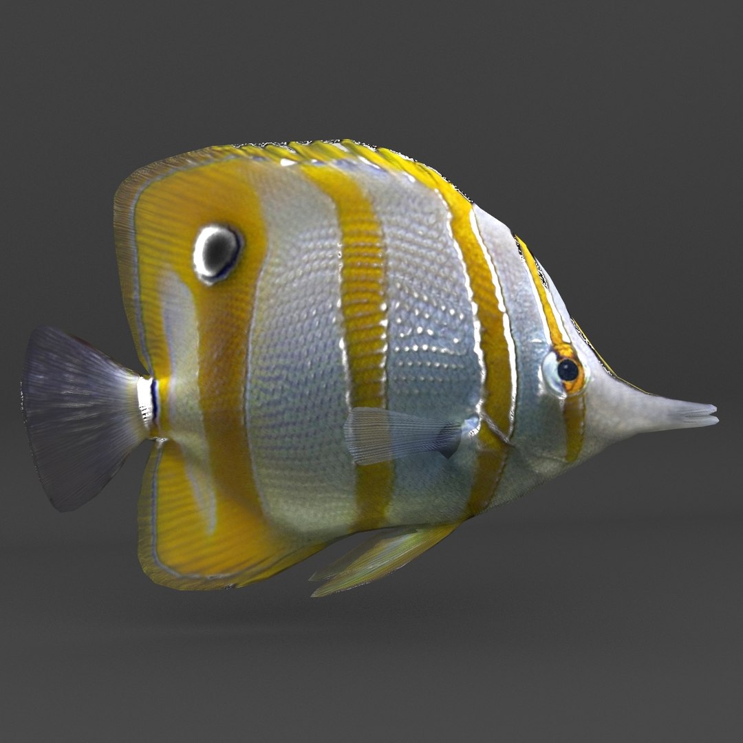 Fish Animation 3d Model