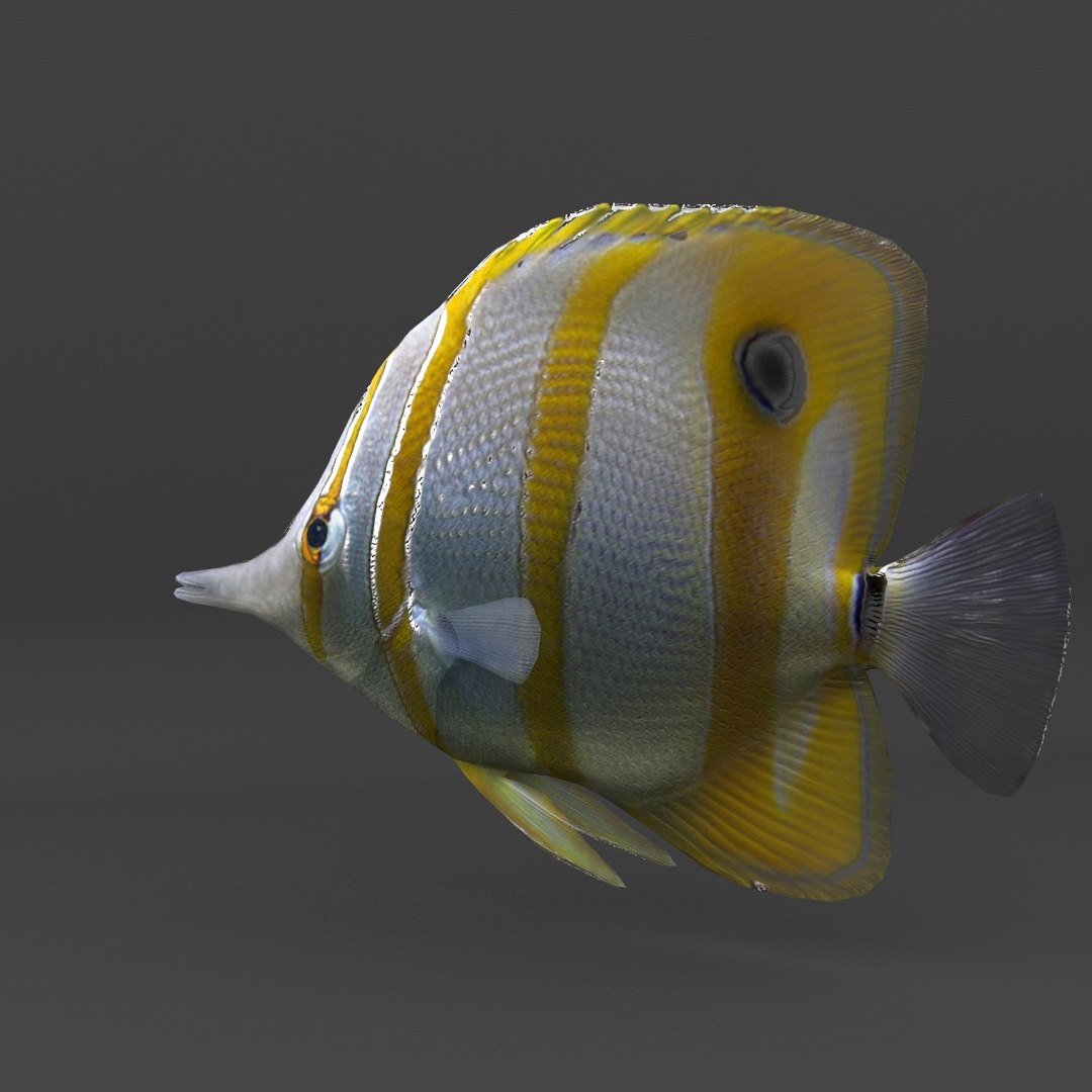 Fish Animation 3d Model
