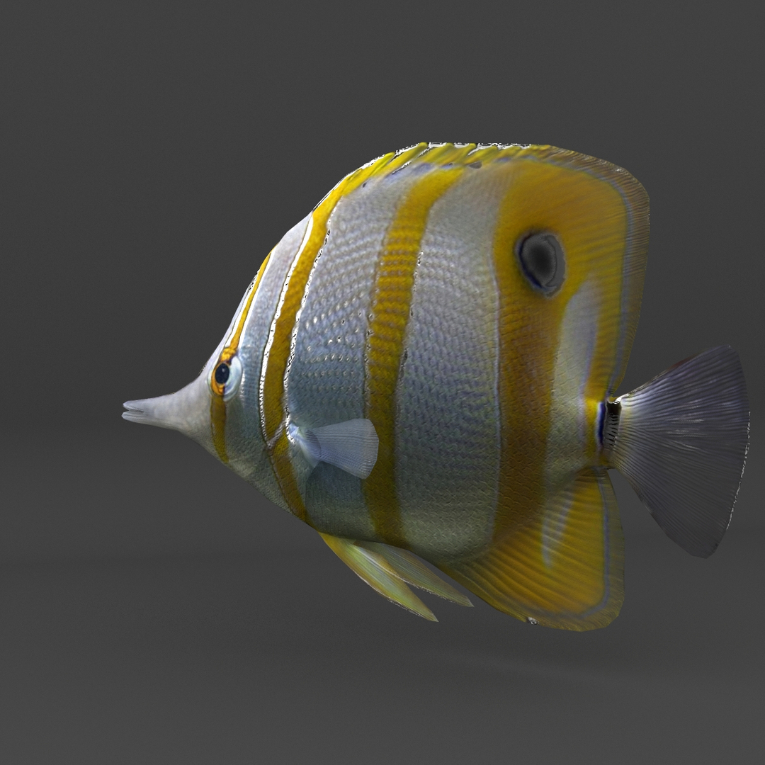 fish animation 3d model