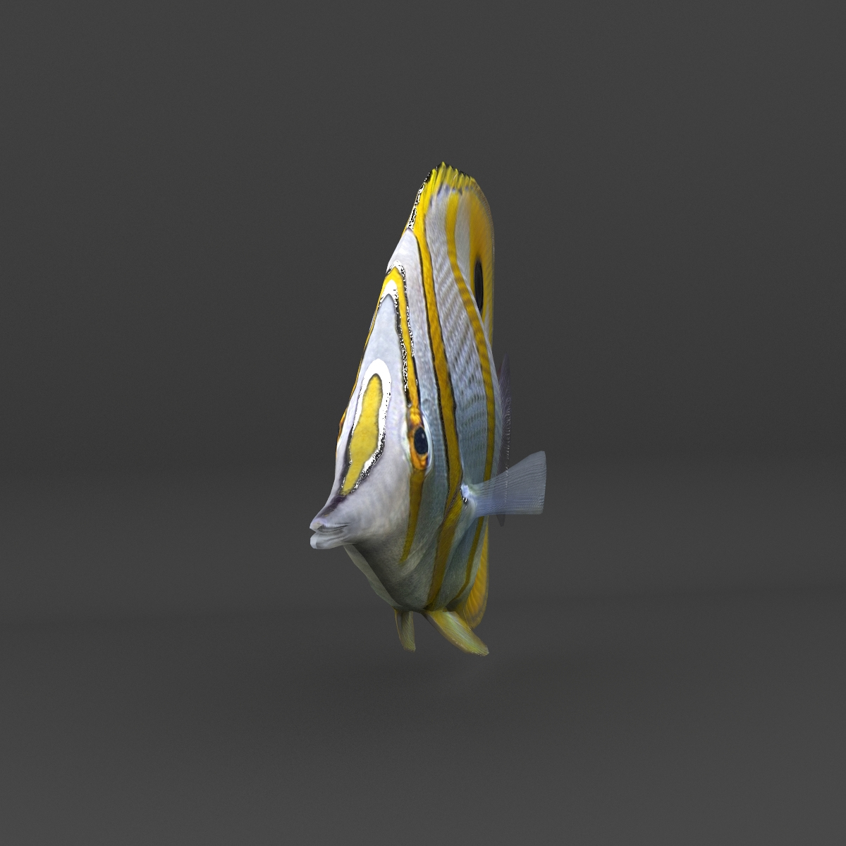 fish animation 3d model