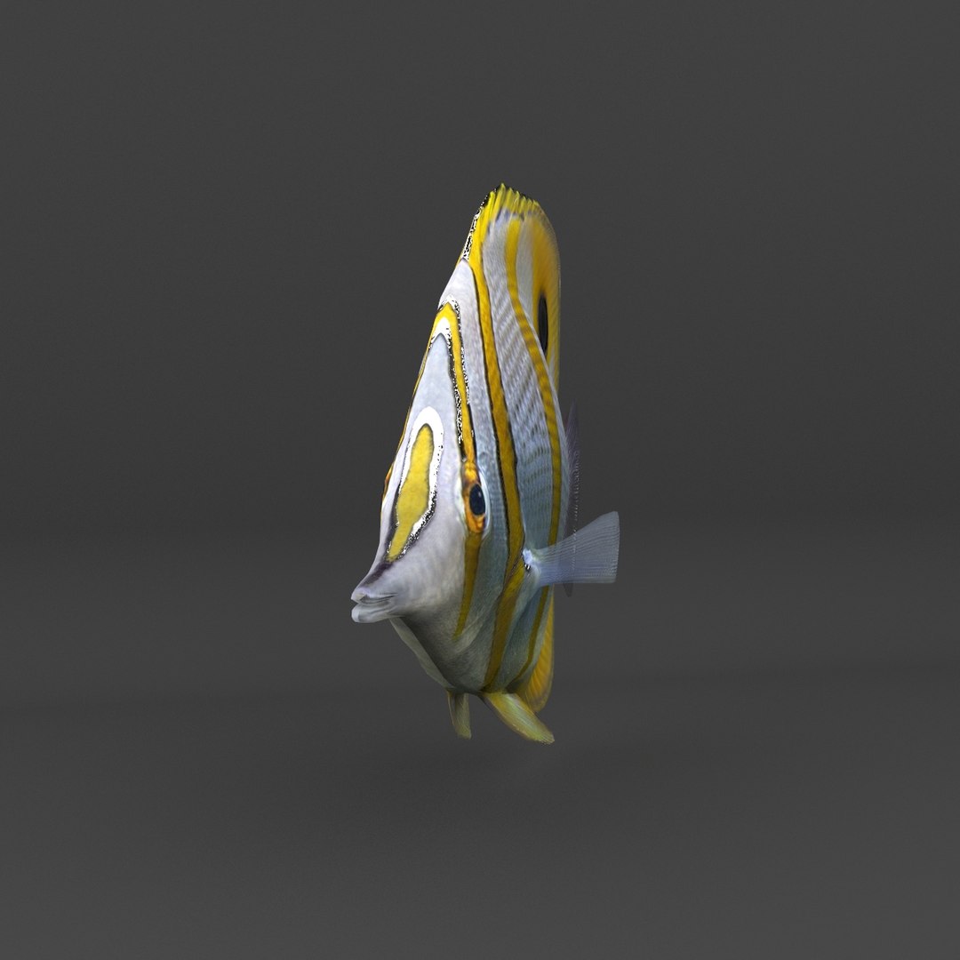 Fish Animation 3d Model