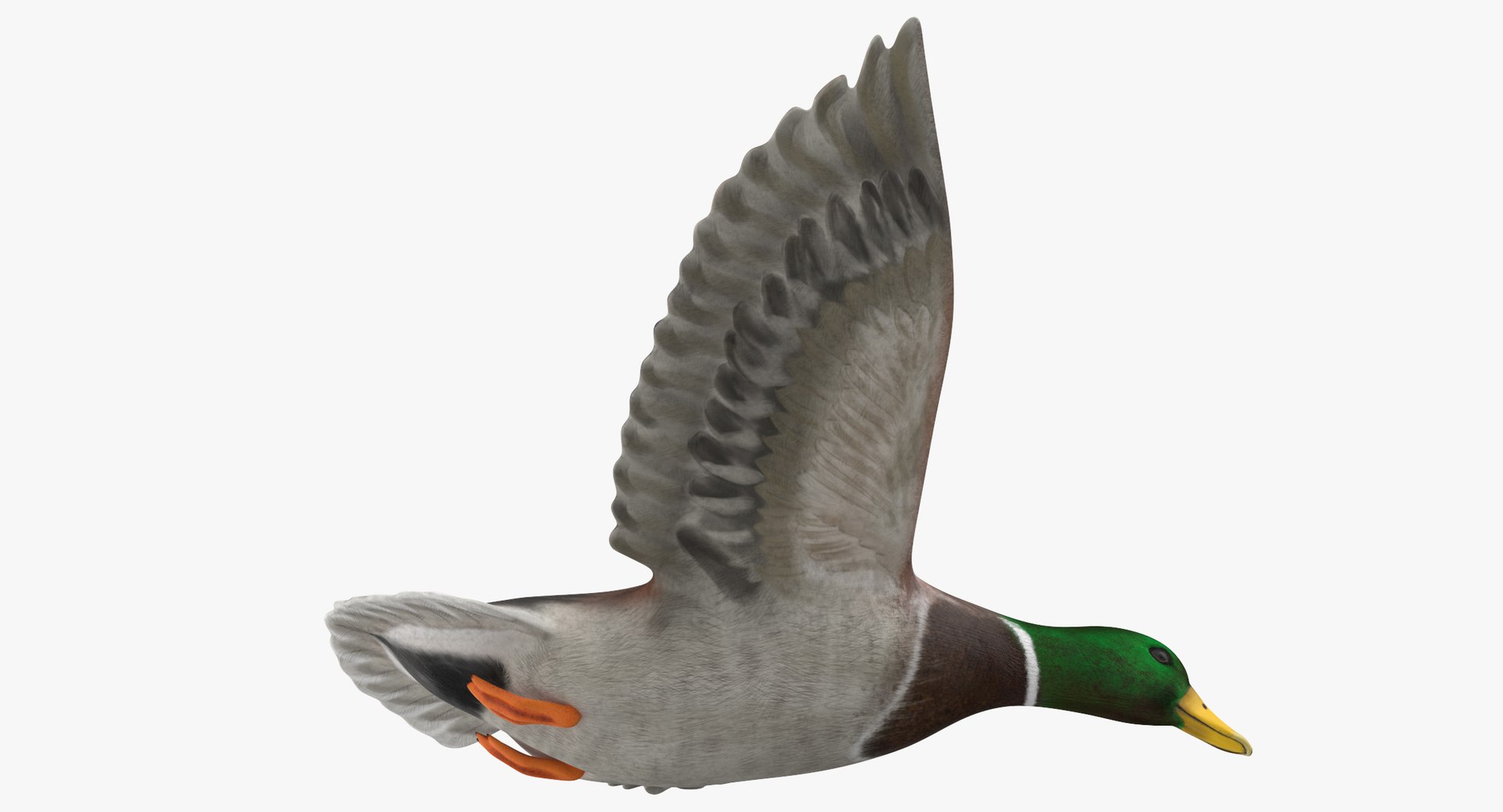 Flying Duck Model - TurboSquid 1312282