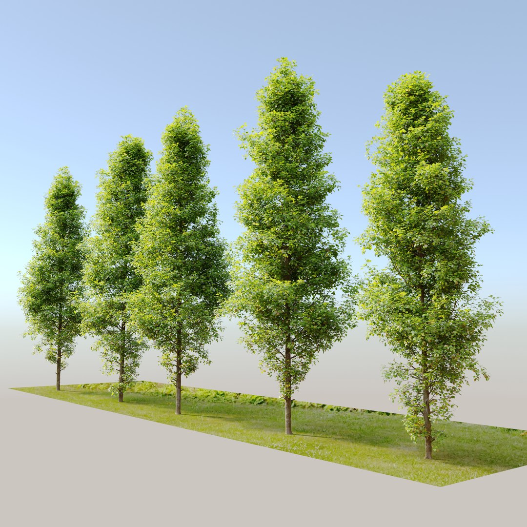 Corylus Colurna 3D - TurboSquid 1941970