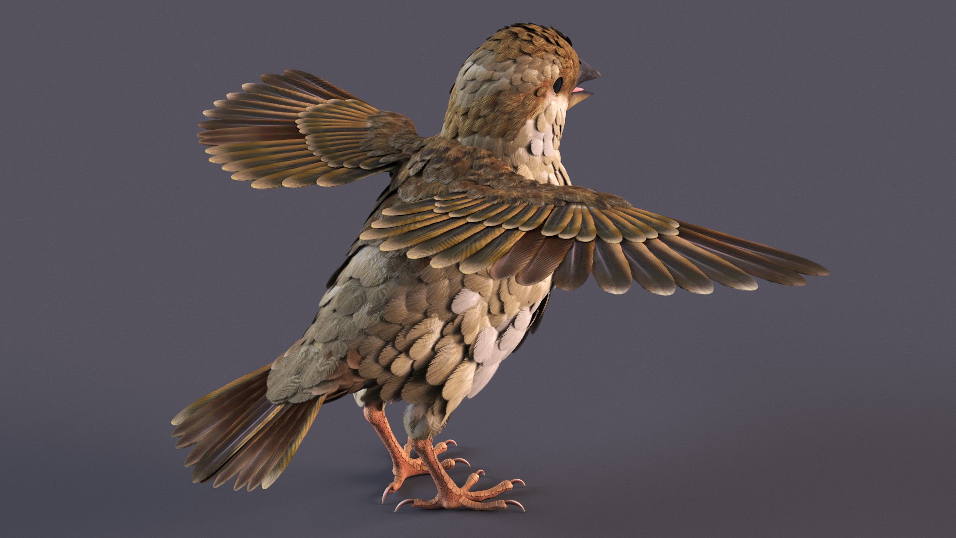 House Sparrow With Spread Wings Model - TurboSquid 2136096