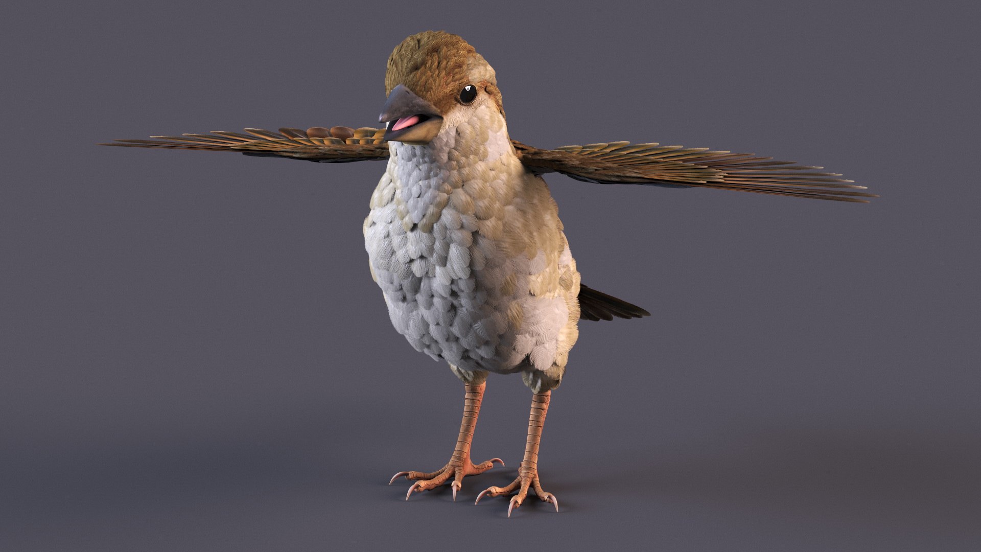 House Sparrow With Spread Wings Model - TurboSquid 2136096
