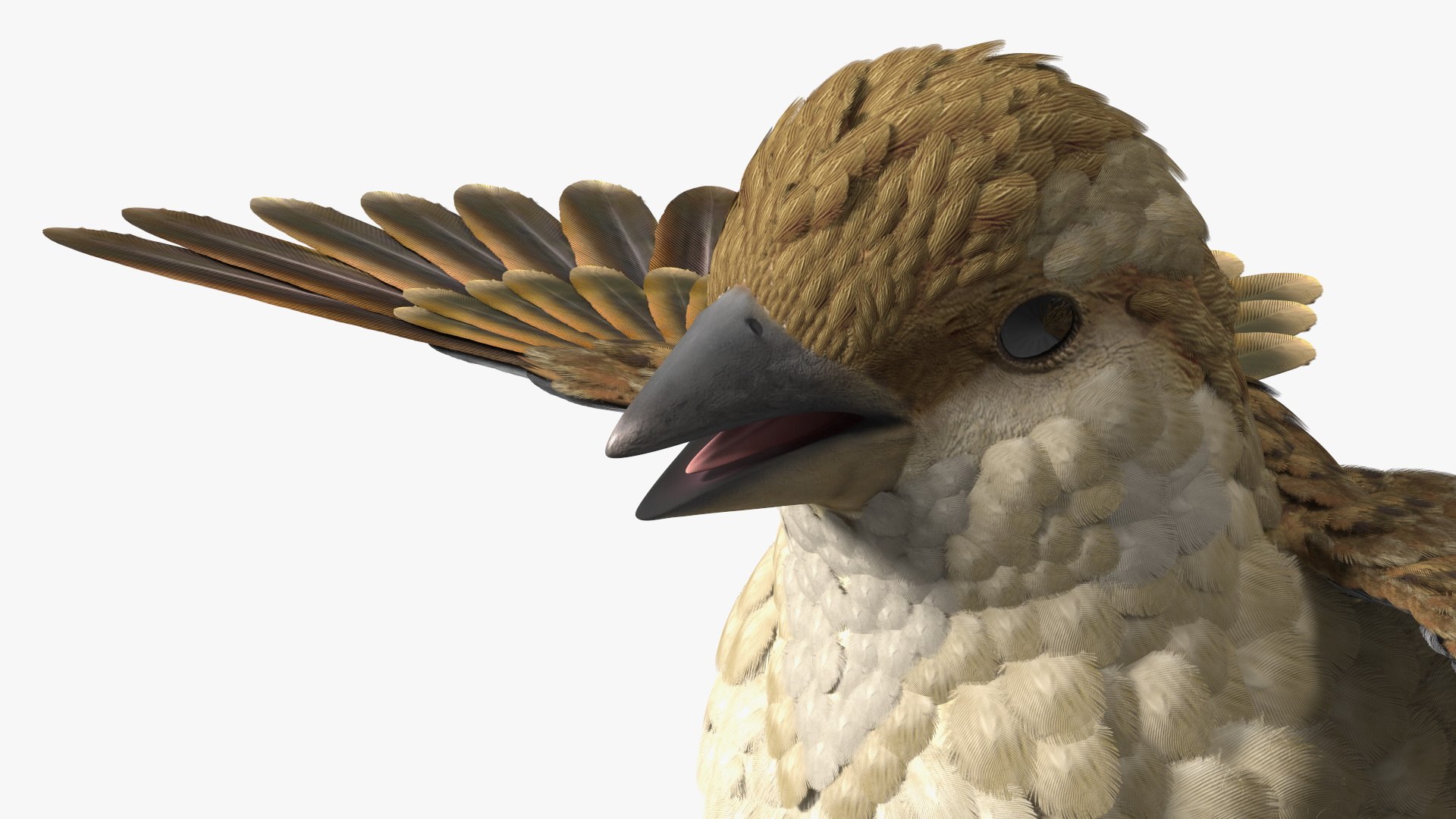 House Sparrow With Spread Wings Model - TurboSquid 2136096