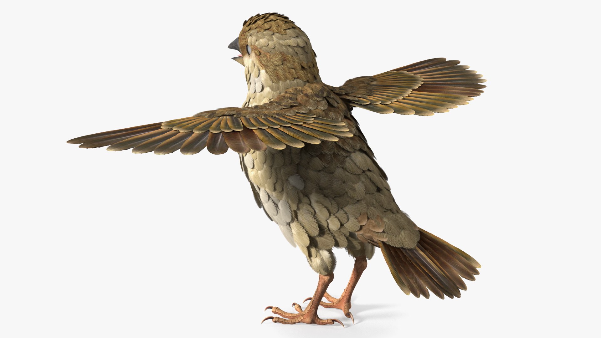 House Sparrow With Spread Wings Model - TurboSquid 2136096