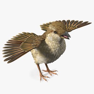 3D Sparrow Models | TurboSquid