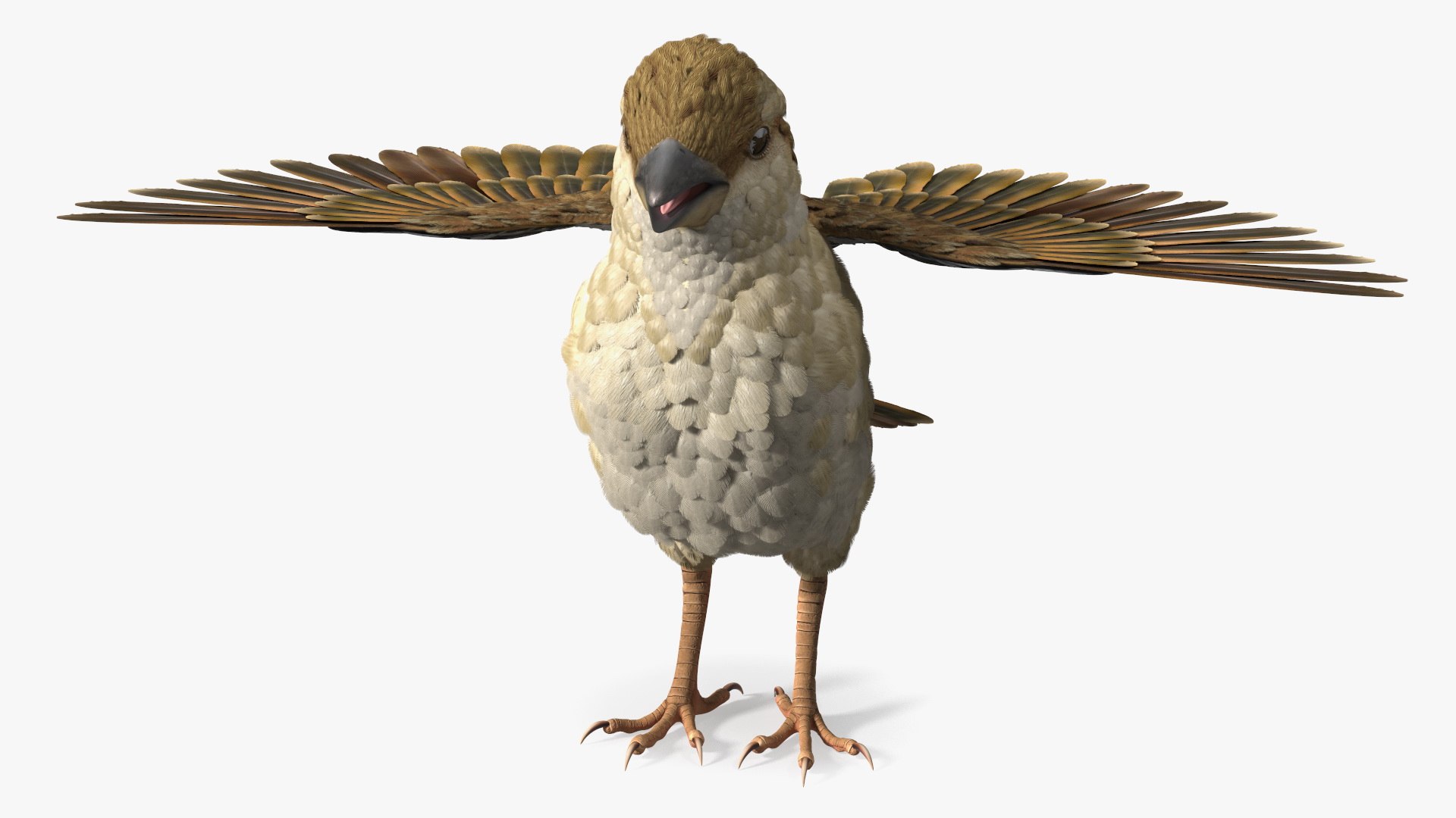 House Sparrow With Spread Wings Model - TurboSquid 2136096
