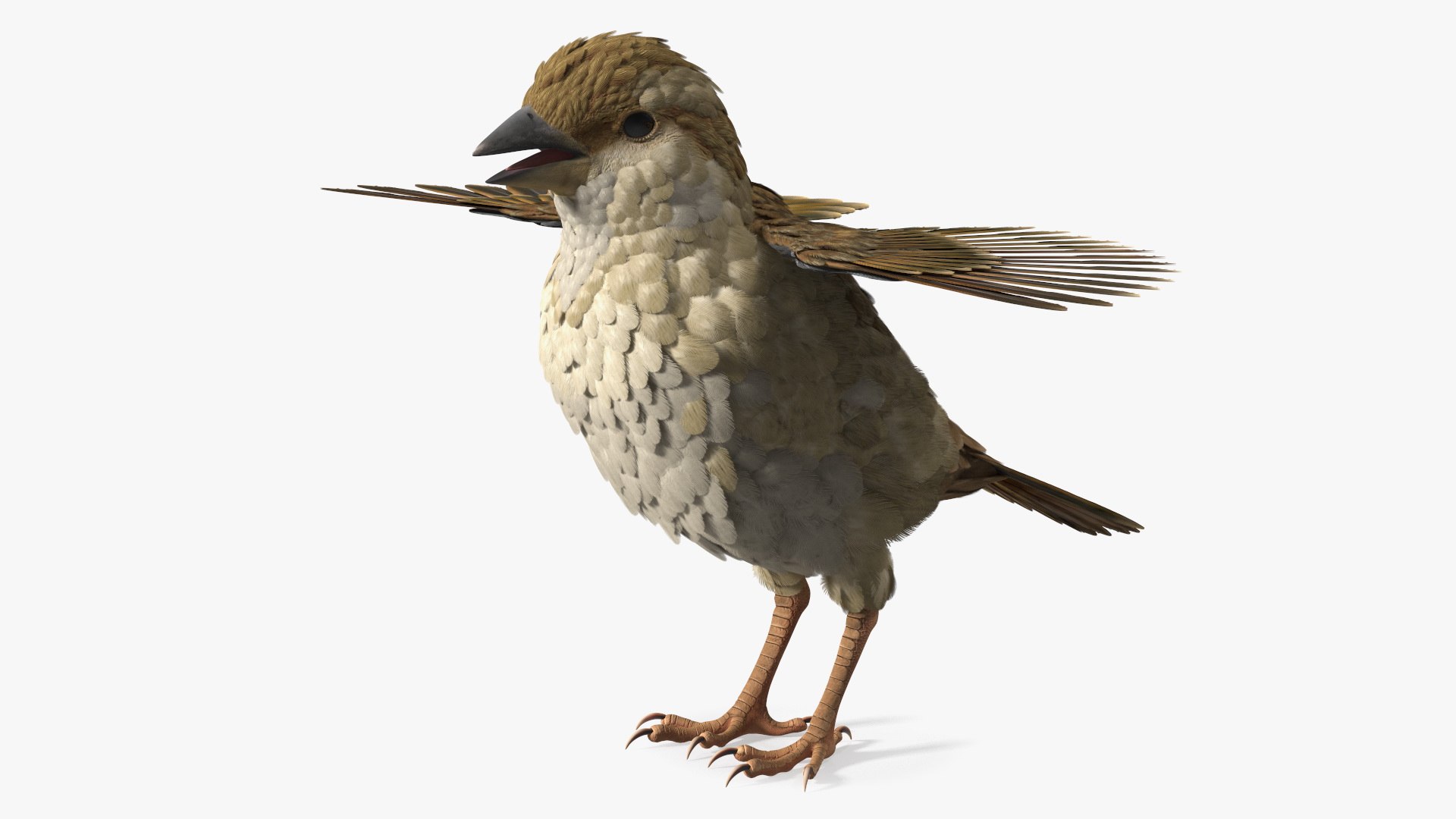 House Sparrow With Spread Wings Model - TurboSquid 2136096