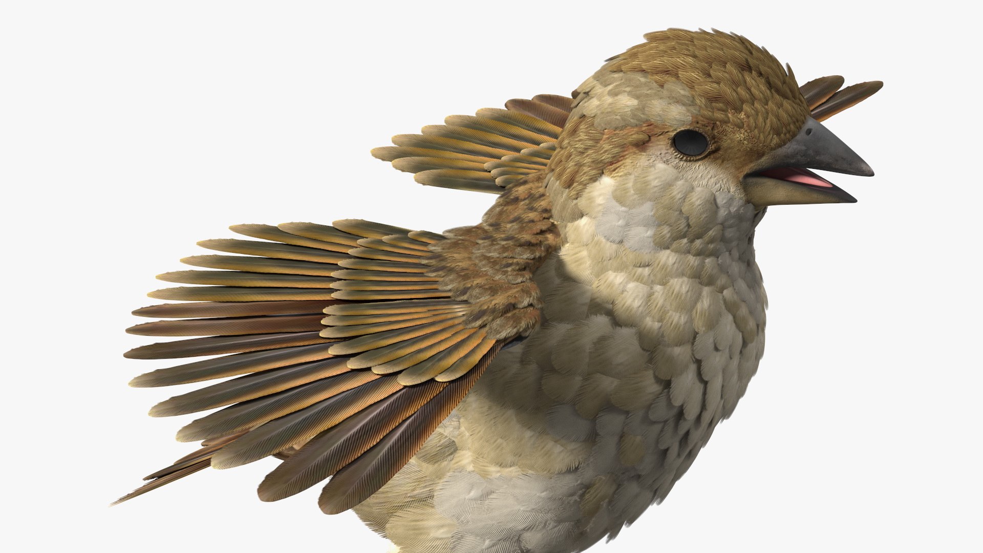 House Sparrow With Spread Wings Model - TurboSquid 2136096