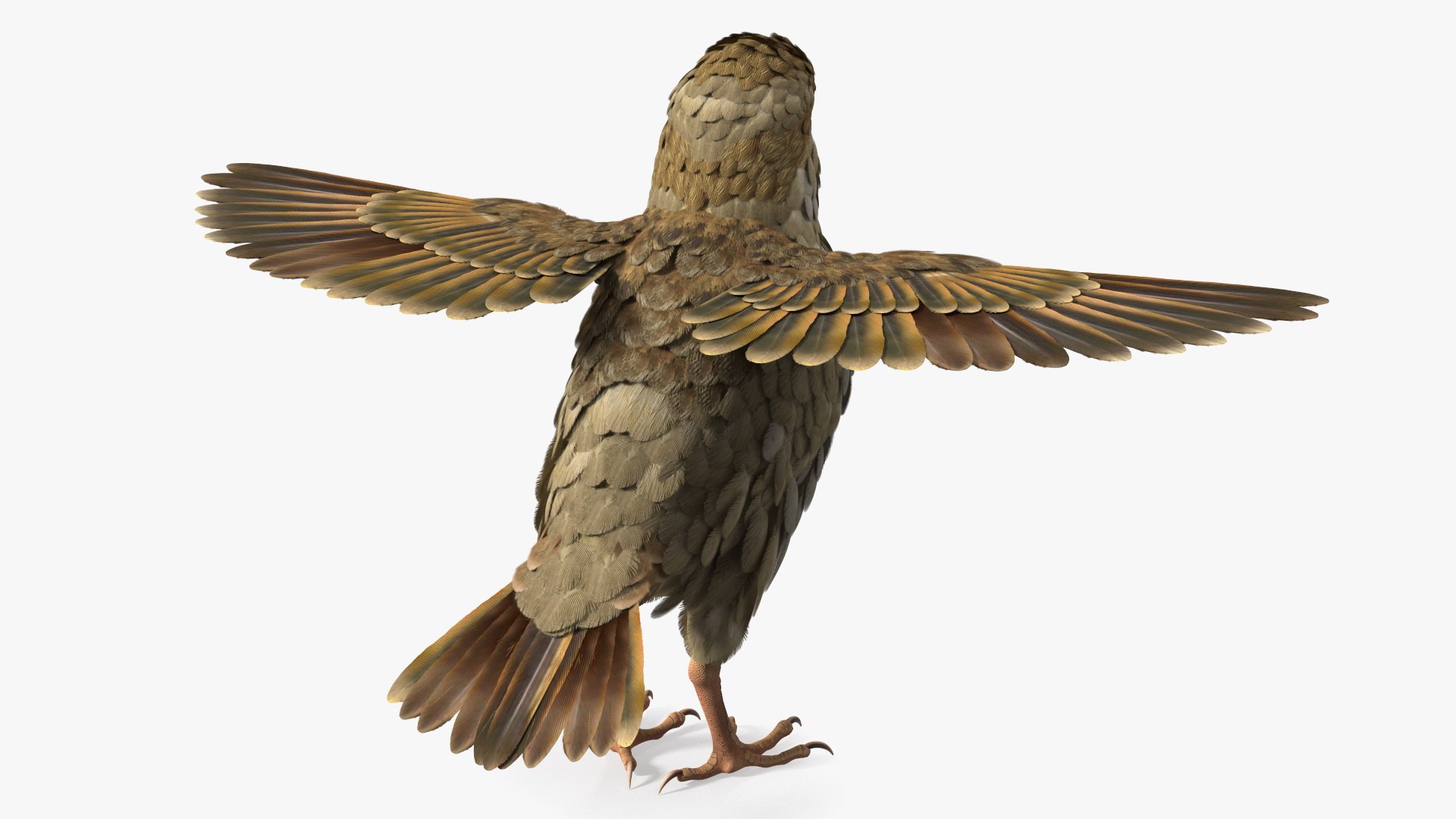 House Sparrow With Spread Wings Model - TurboSquid 2136096