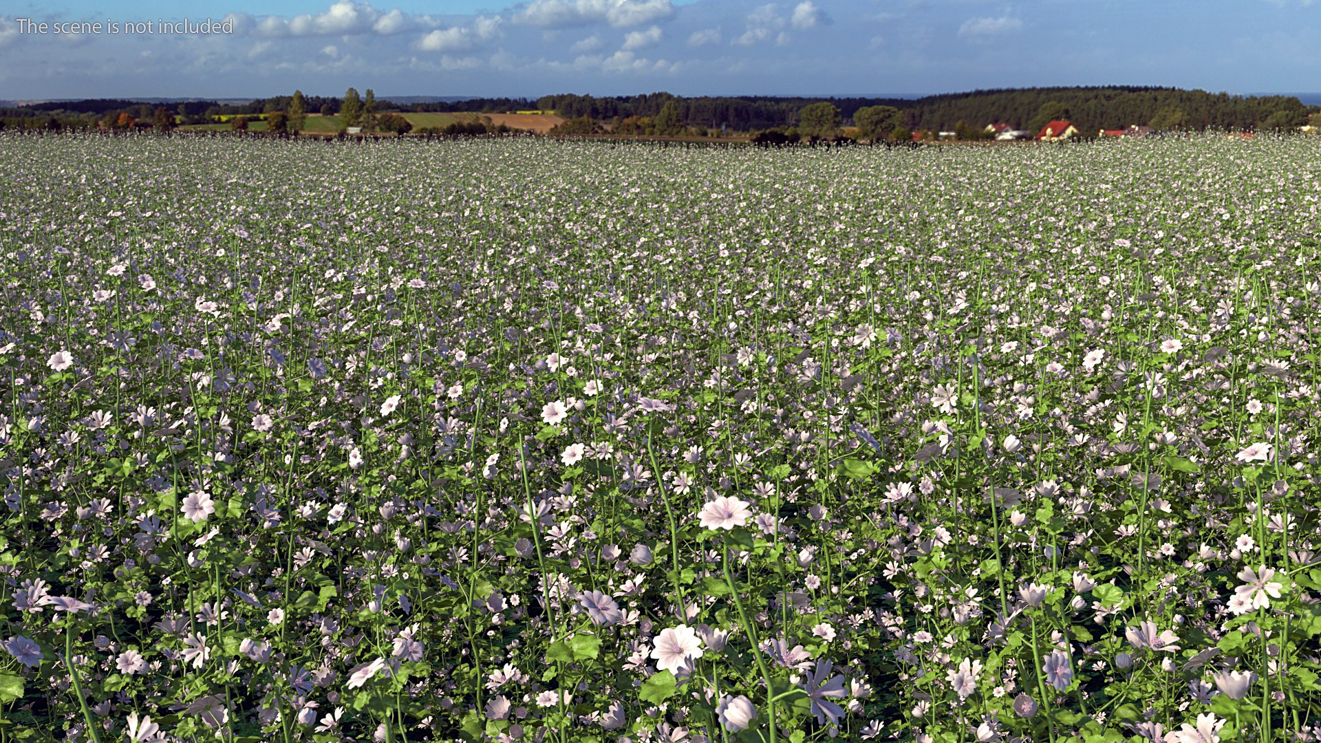 Wild Mallow Plants Set 3D Model - TurboSquid 1620962