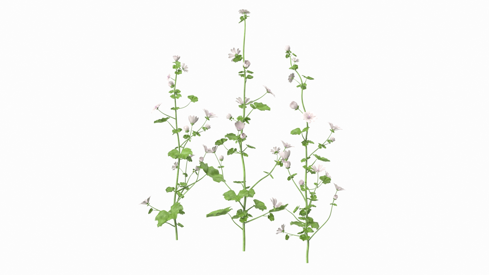 Wild Mallow Plants Set 3D Model - TurboSquid 1620962