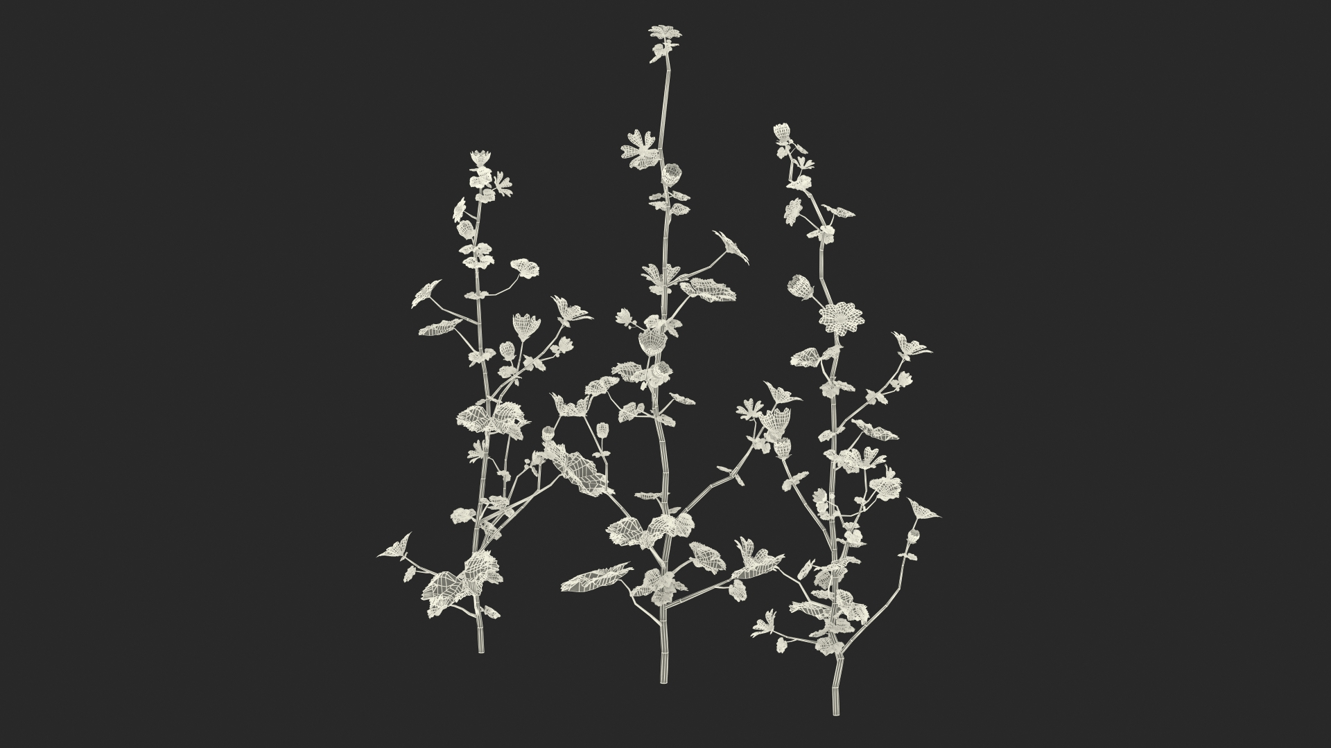 Wild Mallow Plants Set 3D Model - TurboSquid 1620962