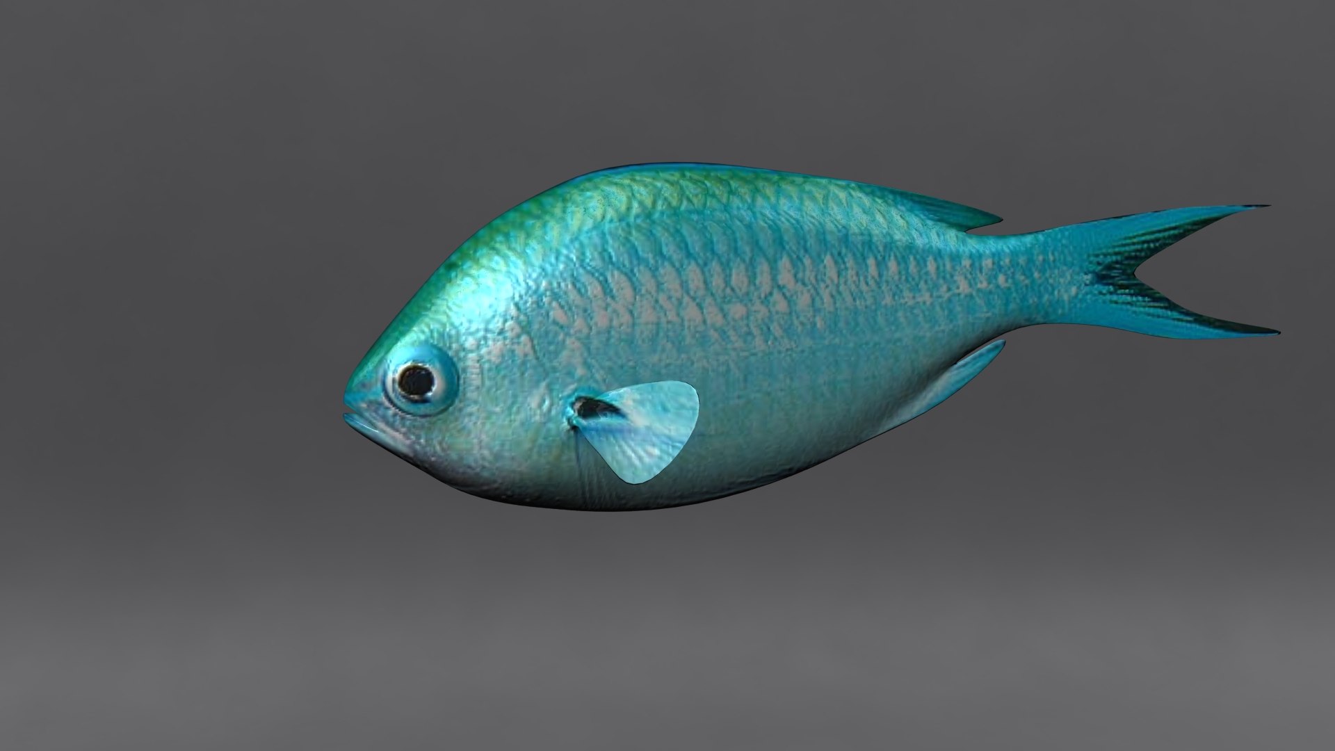 chromis fish 3d ma