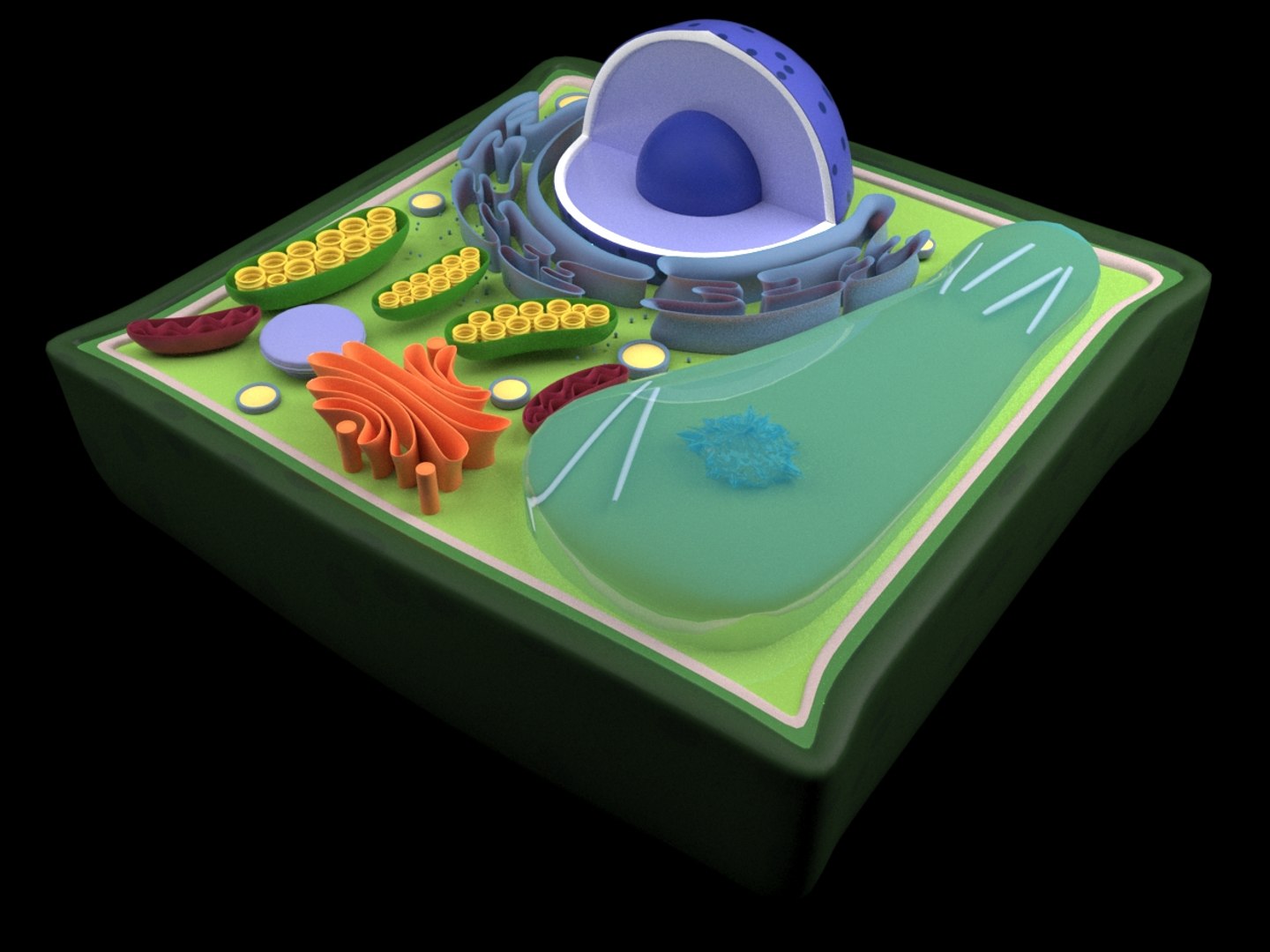 3D Plant Cell - TurboSquid 1462417
