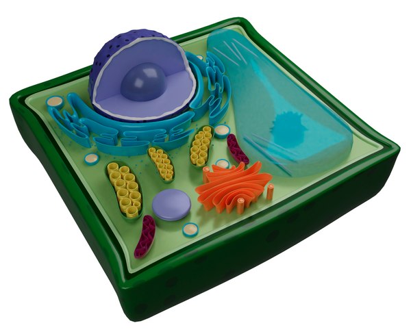 eye cornea 3d lwo