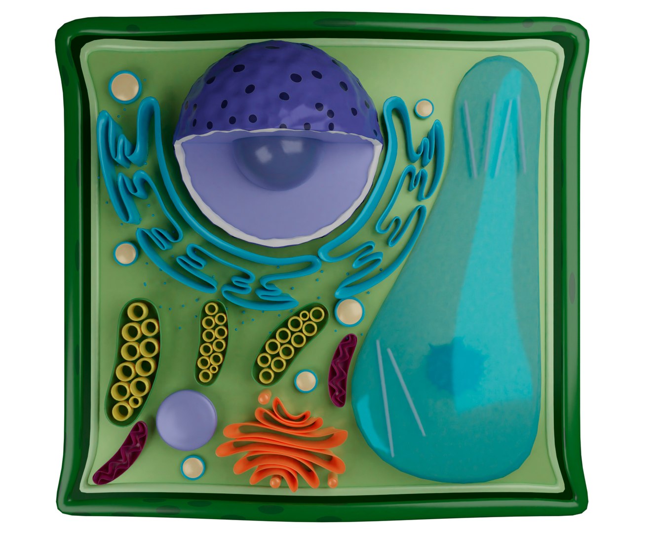 3D Plant Cell - TurboSquid 1462417