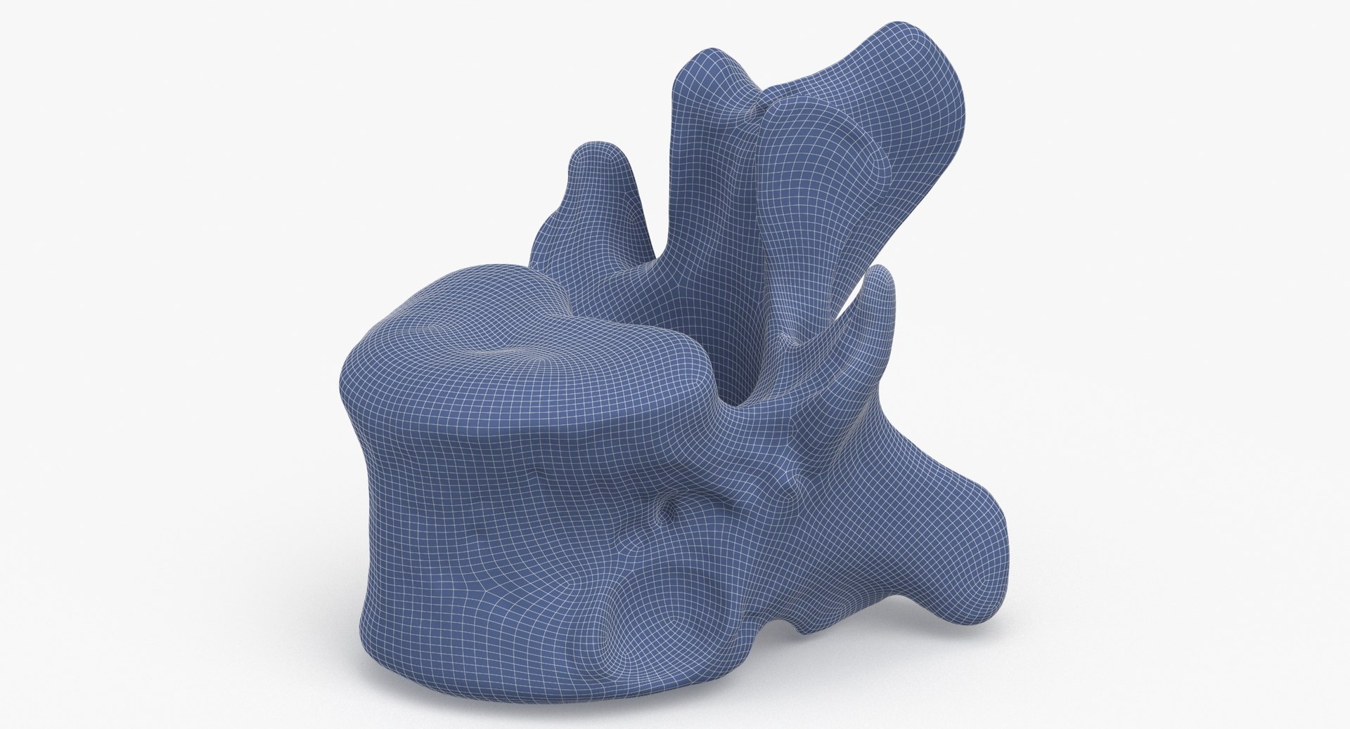 Bear Ursus Thoracic Vertebrae T12 3D Model - TurboSquid 2165100