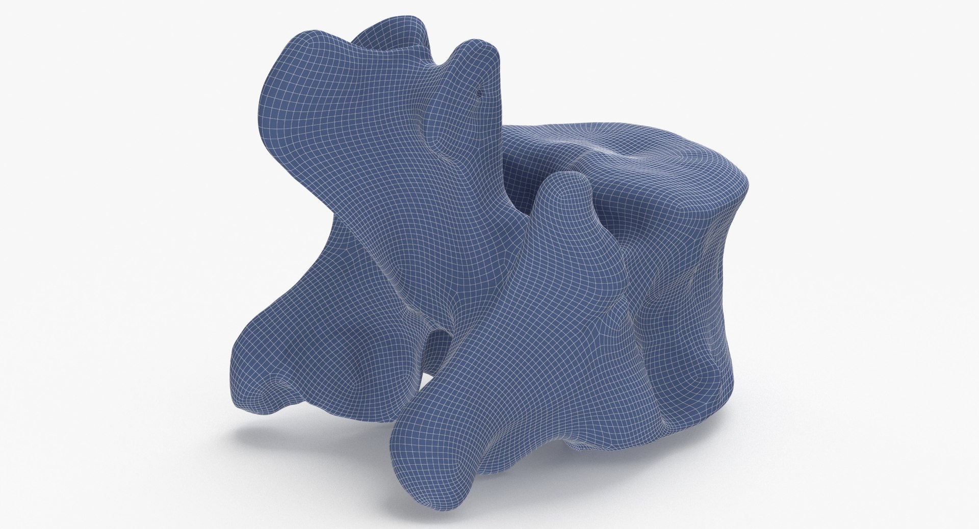 Bear Ursus Thoracic Vertebrae T12 3D Model - TurboSquid 2165100