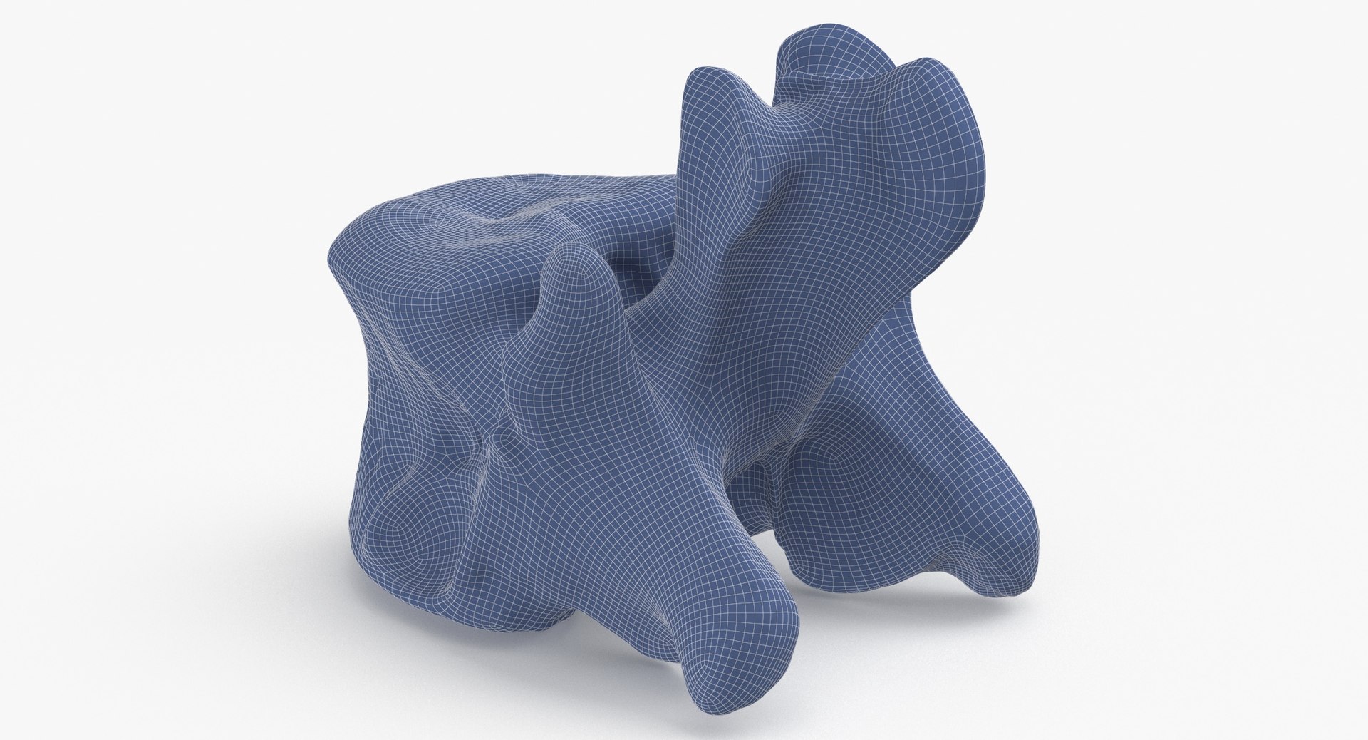 Bear Ursus Thoracic Vertebrae T12 3D Model - TurboSquid 2165100