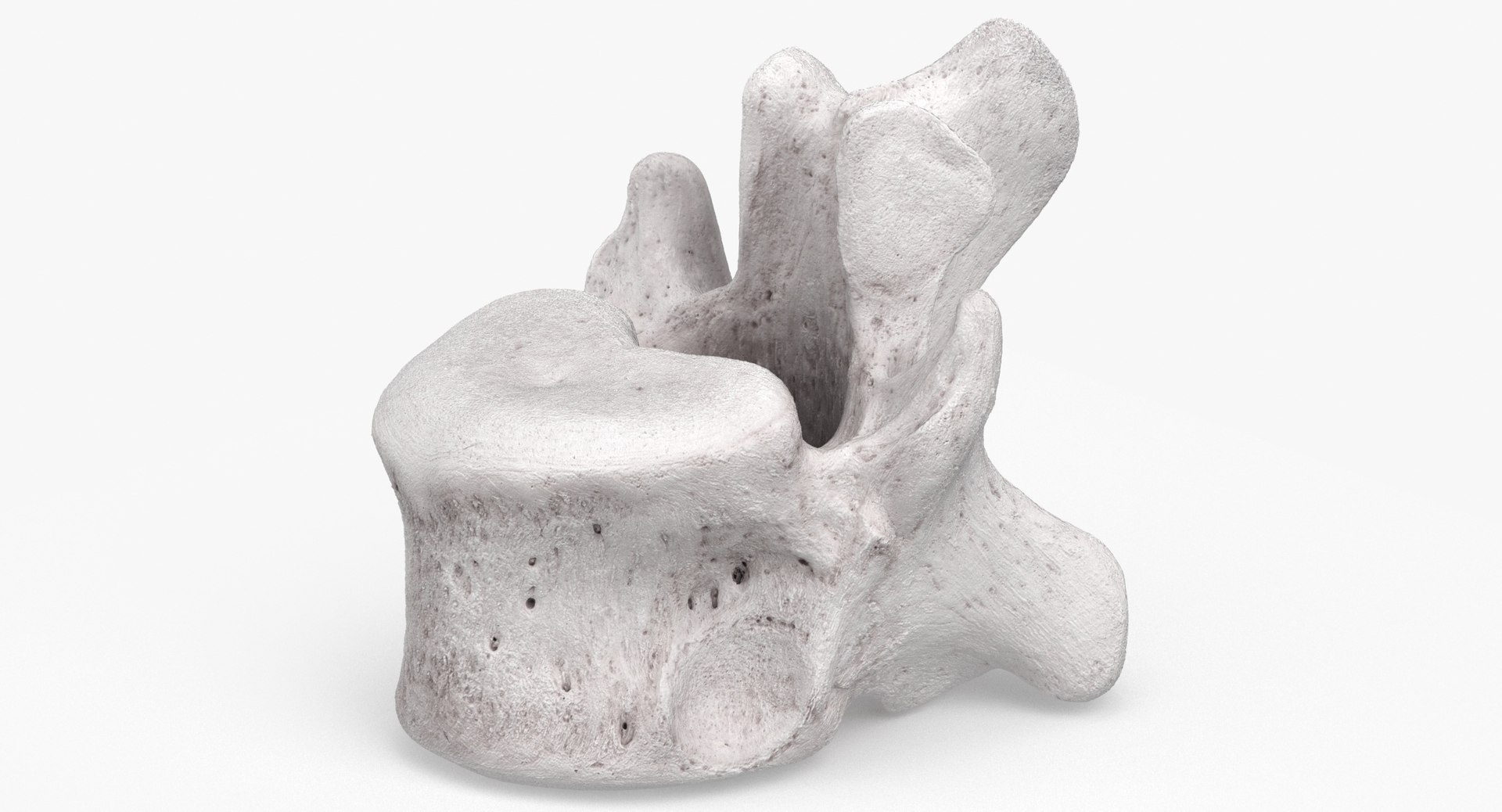 Bear Ursus Thoracic Vertebrae T12 3D Model - TurboSquid 2165100