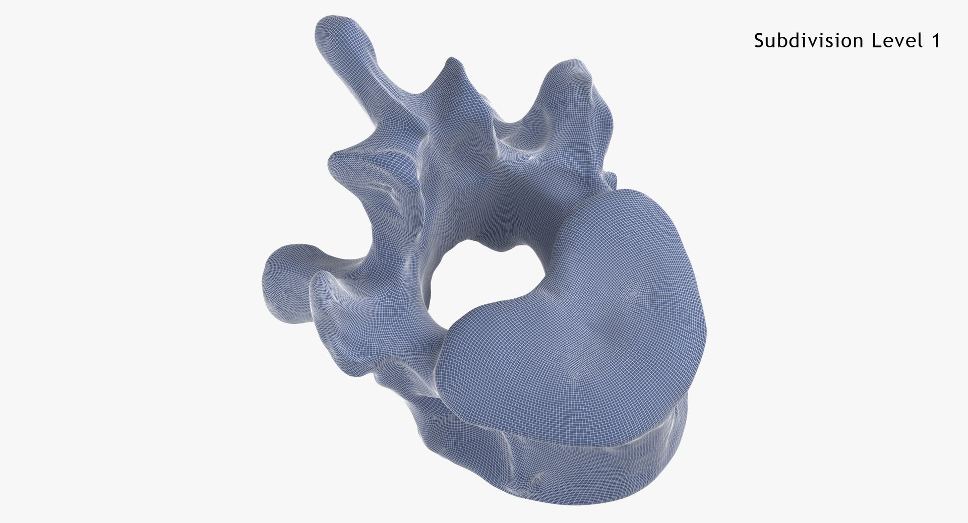 Bear Ursus Thoracic Vertebrae T12 3D Model - TurboSquid 2165100