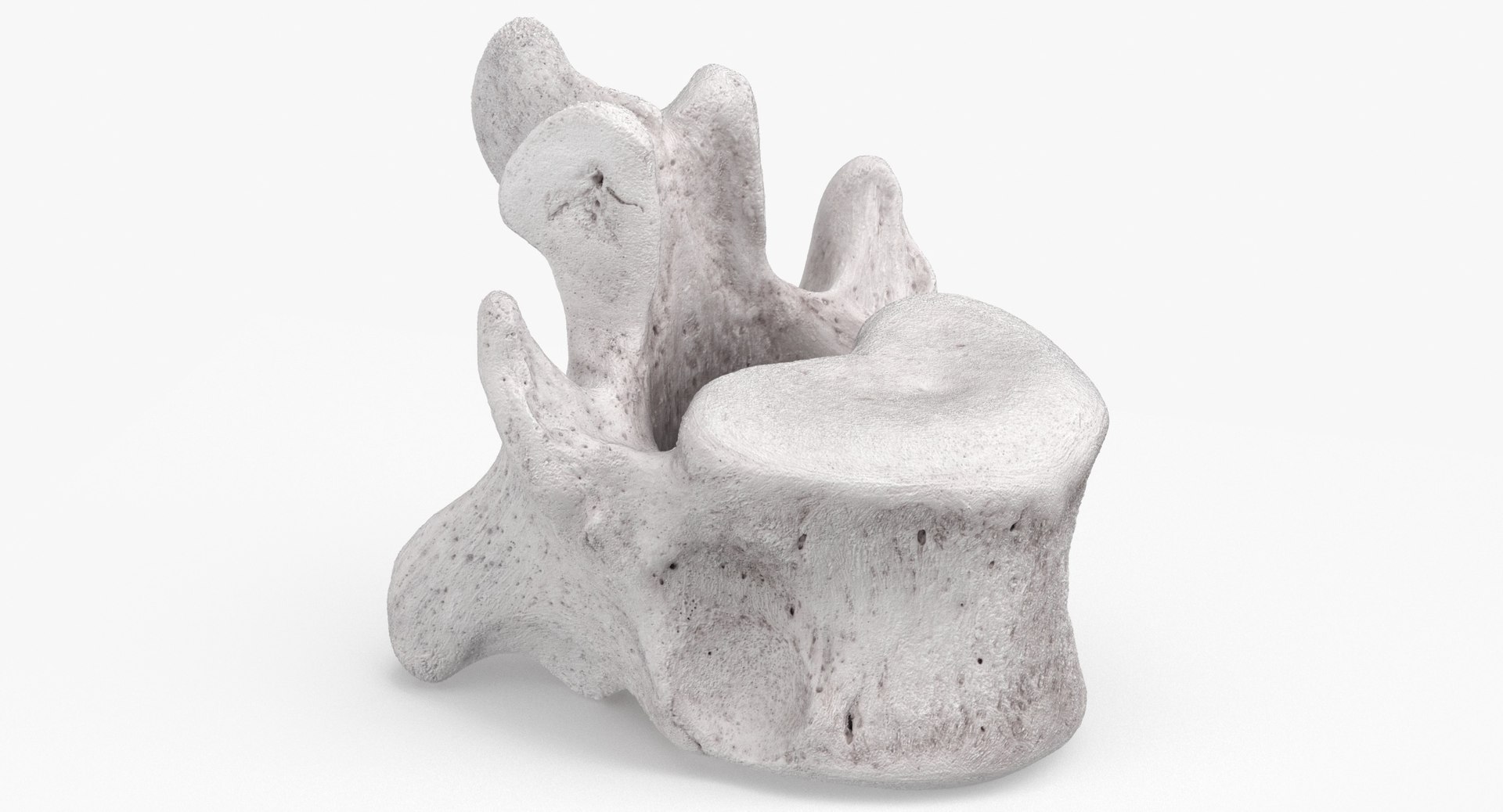 Bear Ursus Thoracic Vertebrae T12 3D Model - TurboSquid 2165100