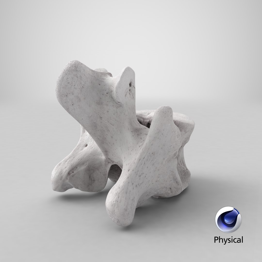Bear Ursus Thoracic Vertebrae T12 3D Model - TurboSquid 2165100
