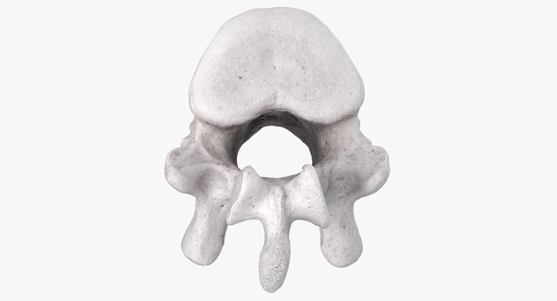 Bear Ursus Thoracic Vertebrae T12 3D Model - TurboSquid 2165100