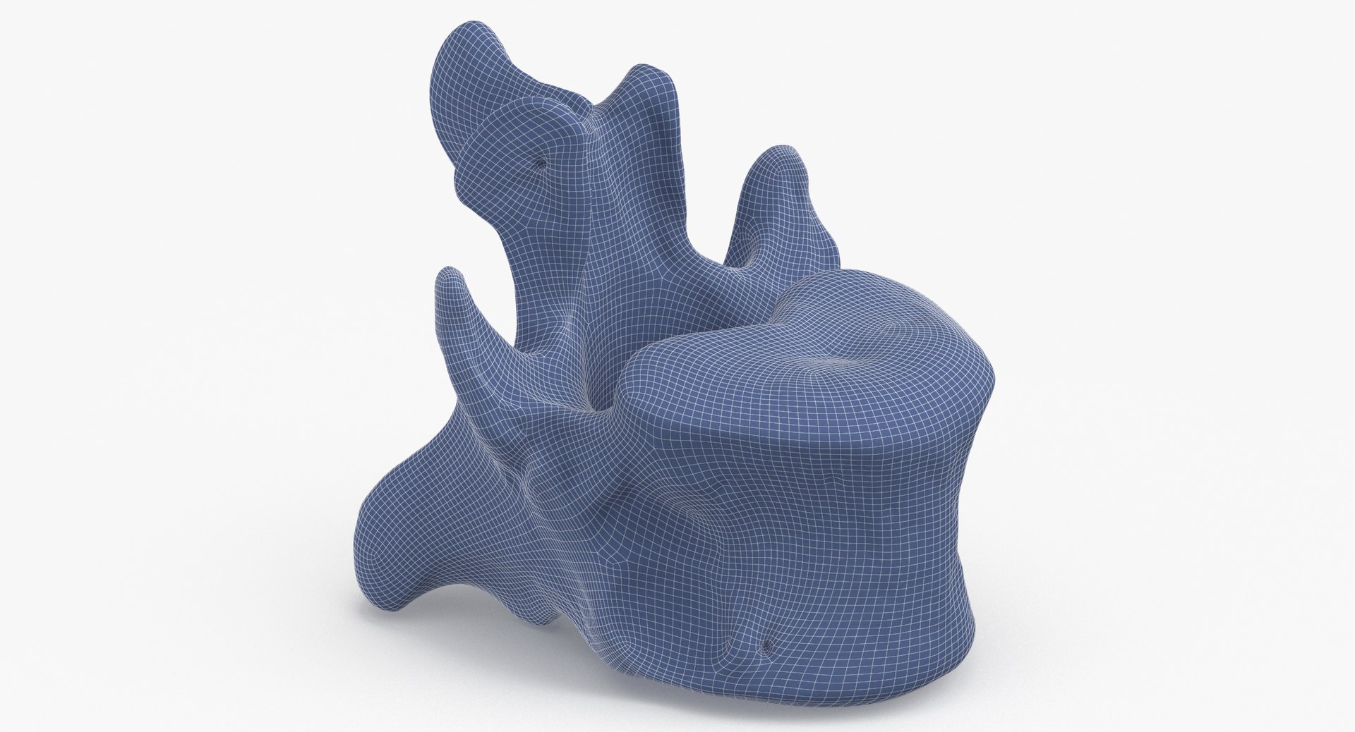 Bear Ursus Thoracic Vertebrae T12 3D Model - TurboSquid 2165100