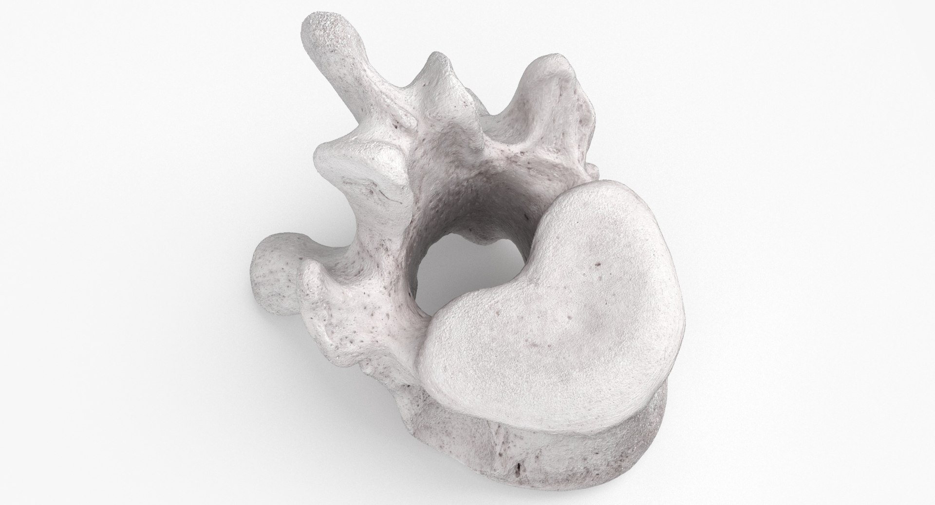 Bear Ursus Thoracic Vertebrae T12 3D Model - TurboSquid 2165100