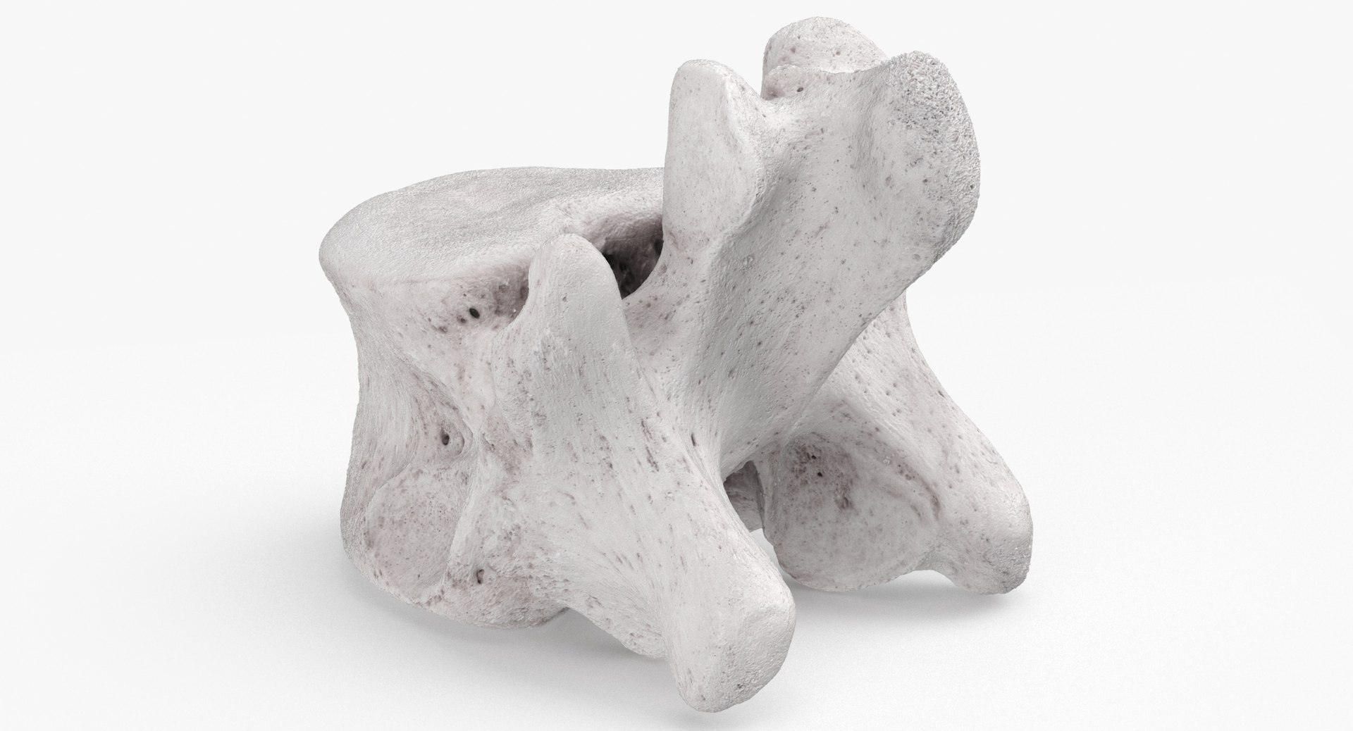 Bear Ursus Thoracic Vertebrae T12 3D Model - TurboSquid 2165100