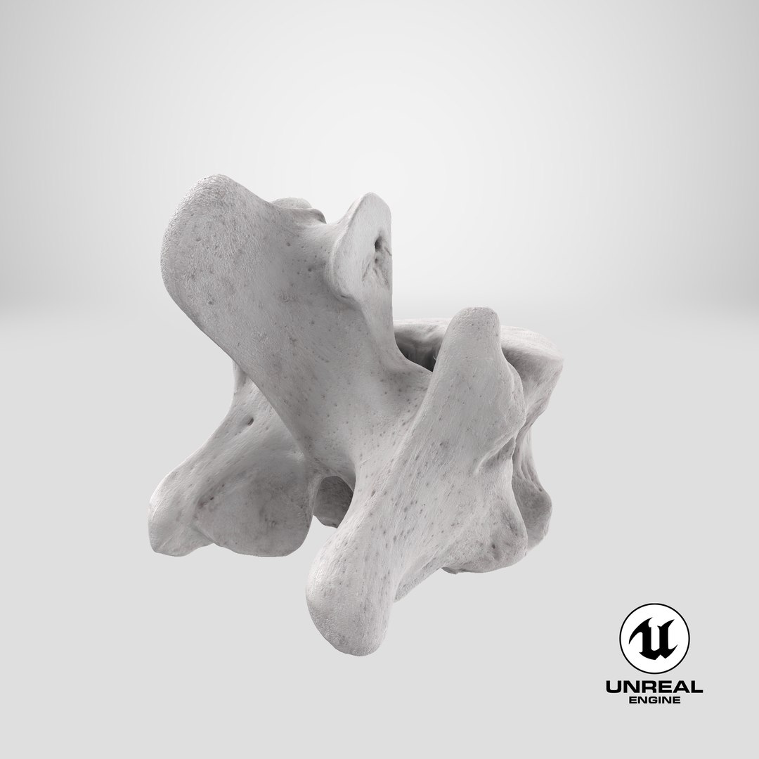 Bear Ursus Thoracic Vertebrae T12 3D Model - TurboSquid 2165100