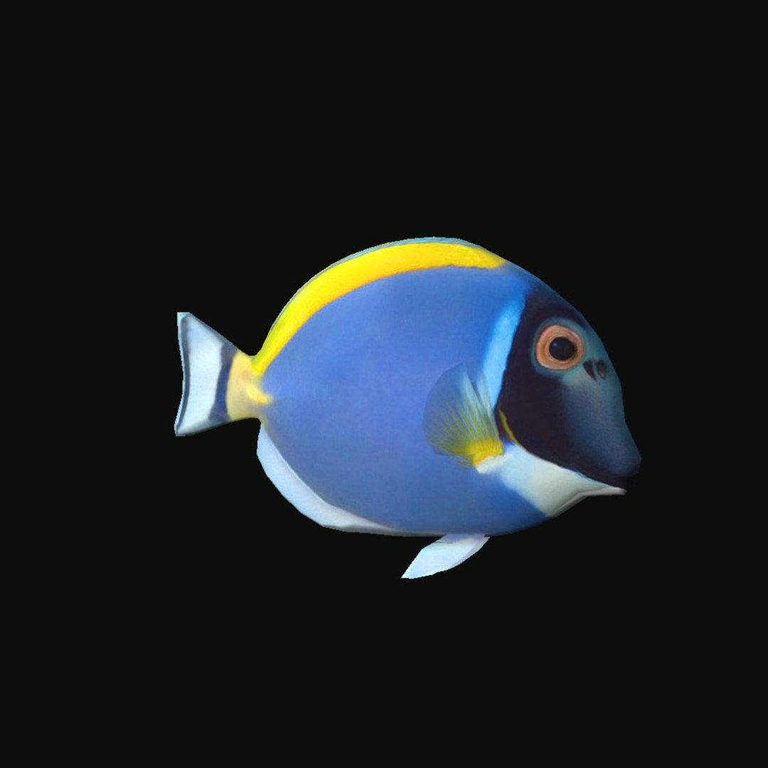 3D Powder Red Tang - TurboSquid 1244940